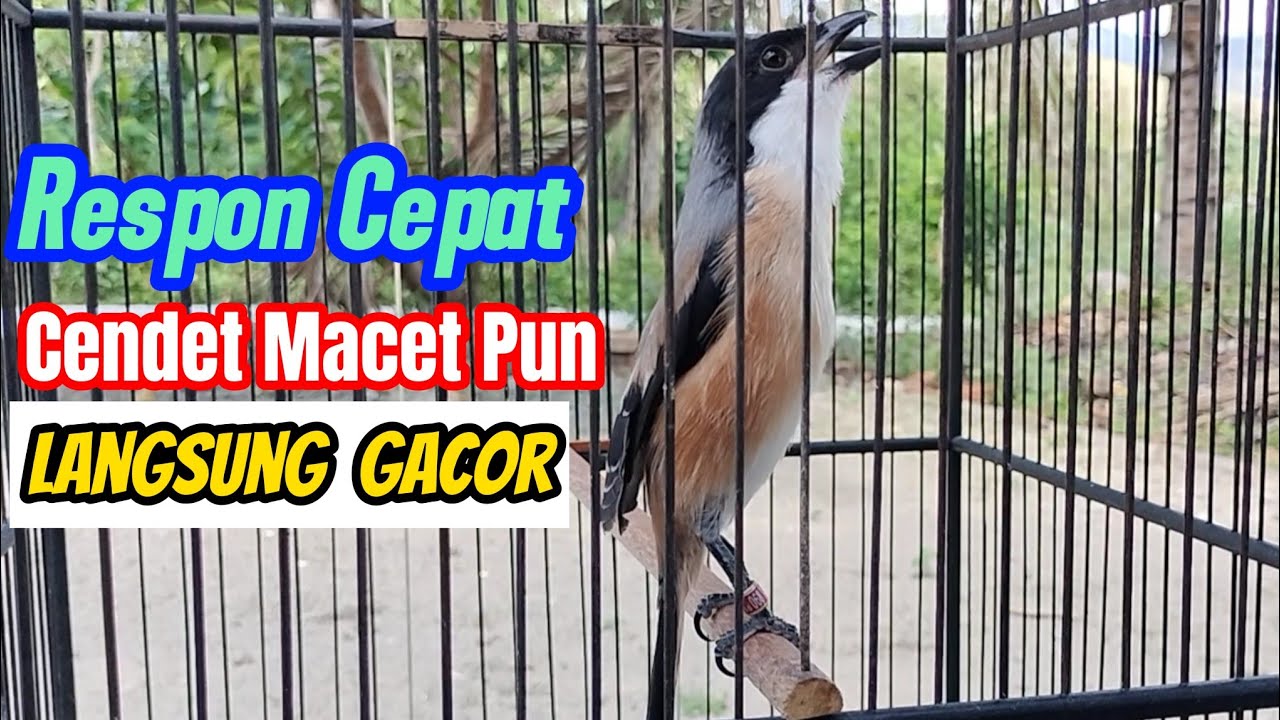 Cendet Gacor FULL ISIAN Buat Pancingan Cendet Agar Bunyi Jadikan Burung ...