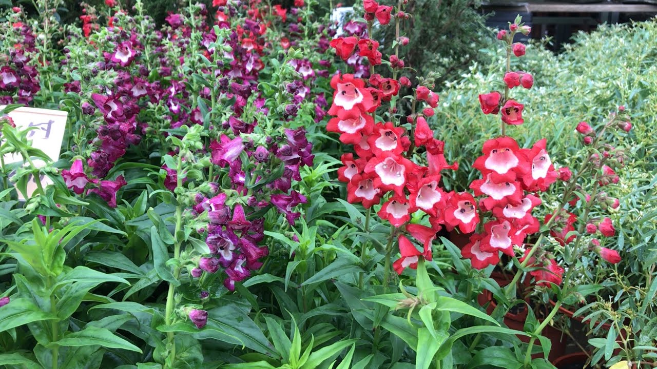 Tanaman hias musiman pelengkap taman bunga Penstemon Phoenix Red - YouTube