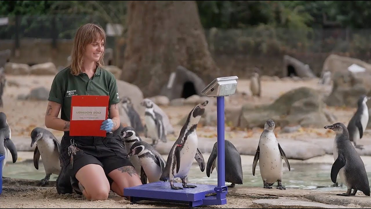London Zoo animals step on the scales for health check - YouTube