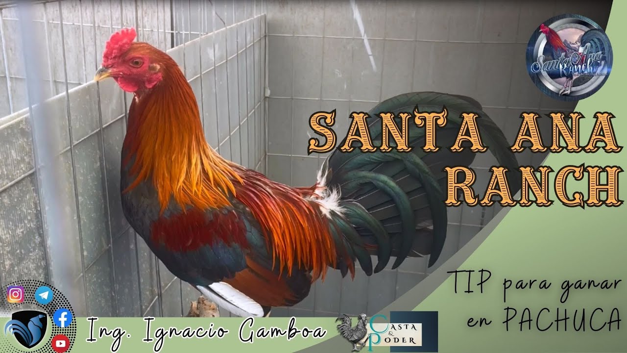 Santa Ana Ranch | Tip para GANAR en PACHUCA - YouTube