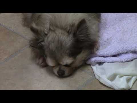 Jerry, after a morsel of food and first dose of Meloxidyl (1.5ml), treats and some water with Munna