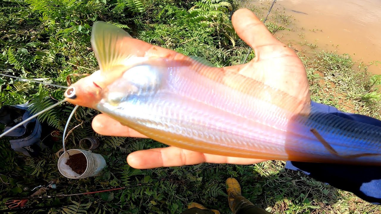 Rezeki mancing di lubuk kuala koyan | ulu jelai kuala lipis #wms-283 ...