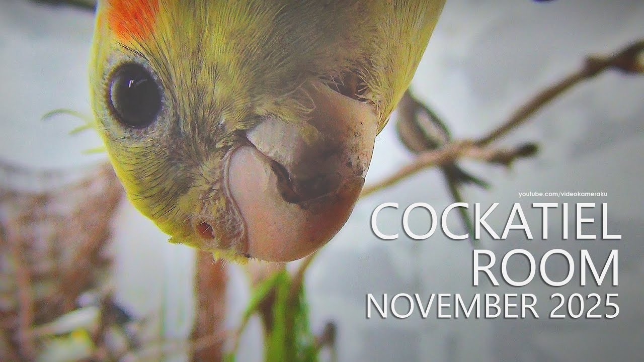 Cockatiel Room: November 2025, Part 1a - YouTube