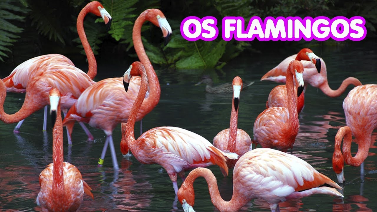 Os Flamingos - YouTube