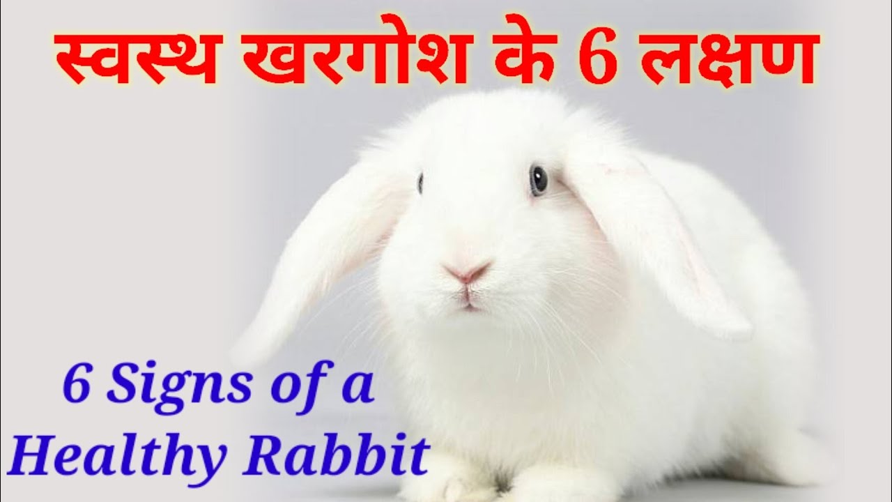 स्वस्थ्य खरगोश के लक्षण।। 6 Signs Of A Healthy Rabbit। Rabbit Care ...