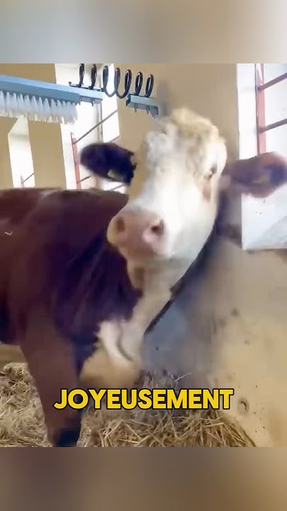 l découvre le secret du bonheur de ses vaches avec une idée géniale ! - YouTube