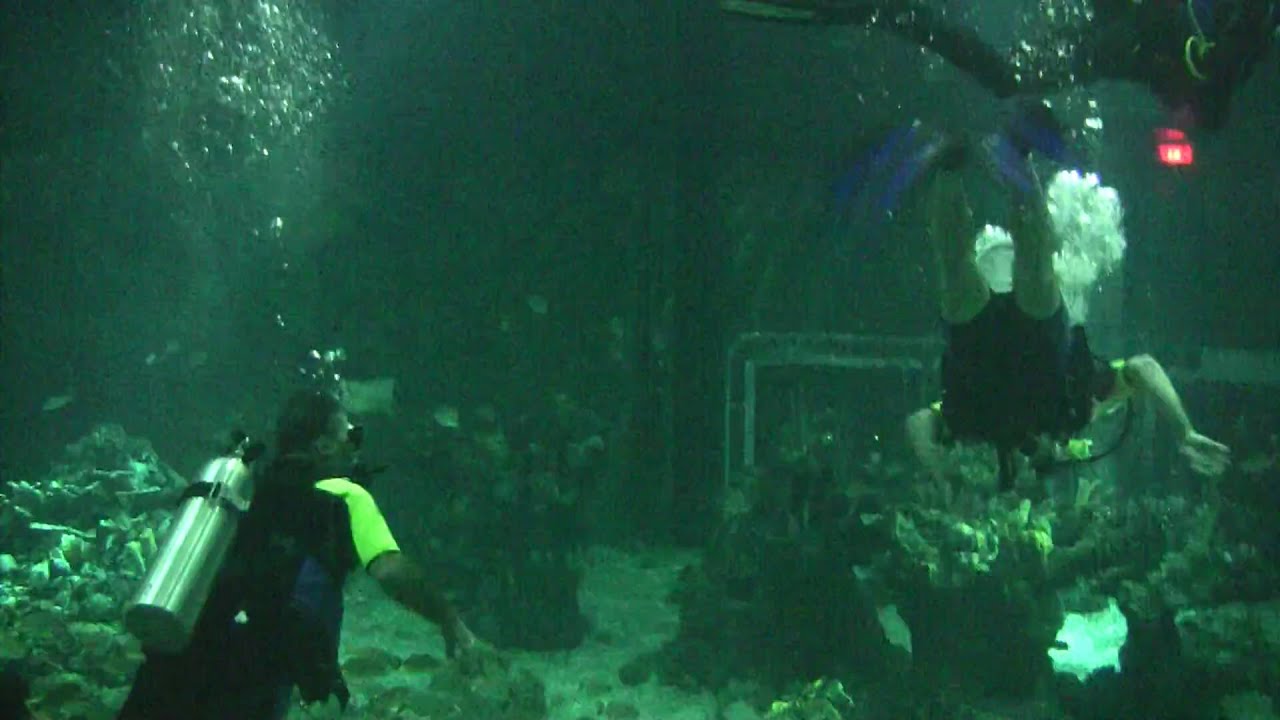 Scuba Diving at Epcot's "The Seas w/ Nemo & Friends" - YouTube