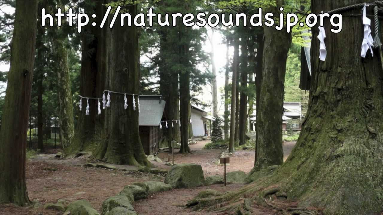 Higurashi no naku koe, Japan Sound Travel (Preview) ヒグラシの声 - YouTube