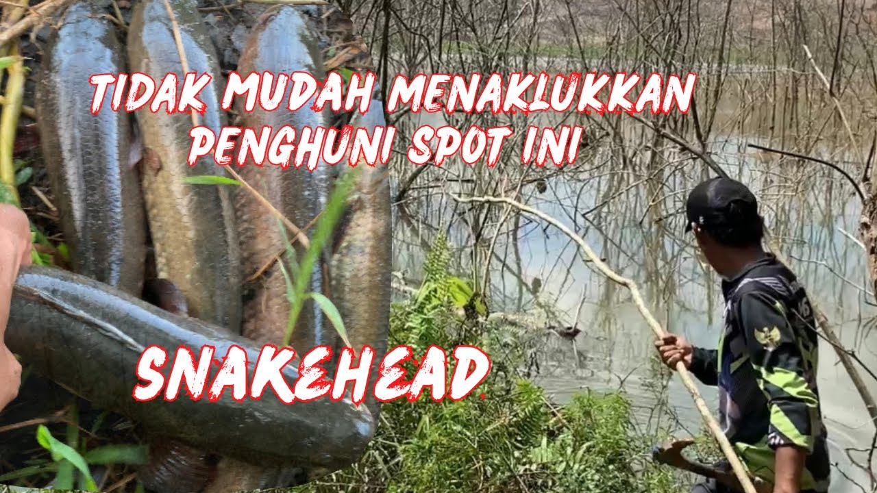 SNAKEHEAD FISH !!! SALAH SEDIKIT RUGI BANYAK #fish #giantsnakehead ...