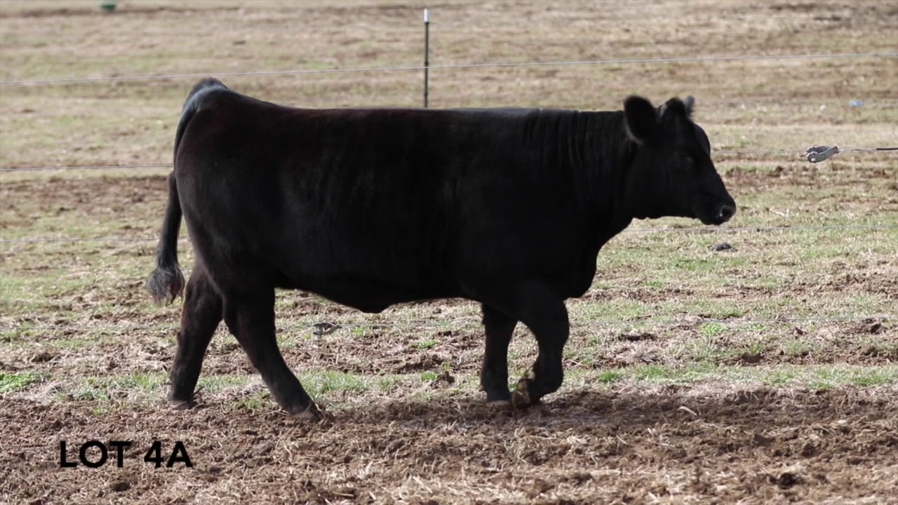 Tennessee Beef Agribition : Simmental Sale : Lot 4A - YouTube