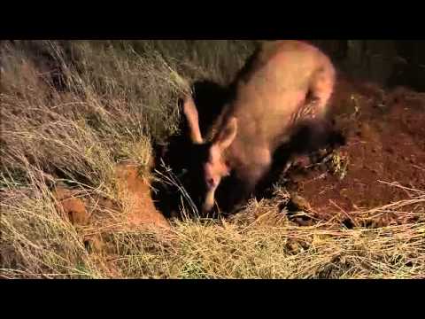 Wunder der Tierwelt – Erdferkel
