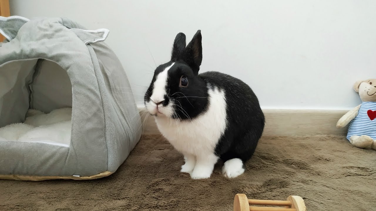 La nueva casa de mi conejo 🐰♥ - YouTube