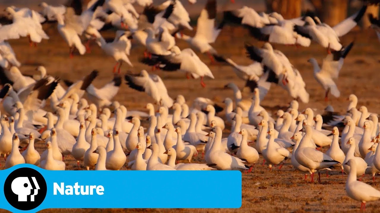 American Spring LIVE | Episode 2: Migrations Preview | NATURE | PBS ...
