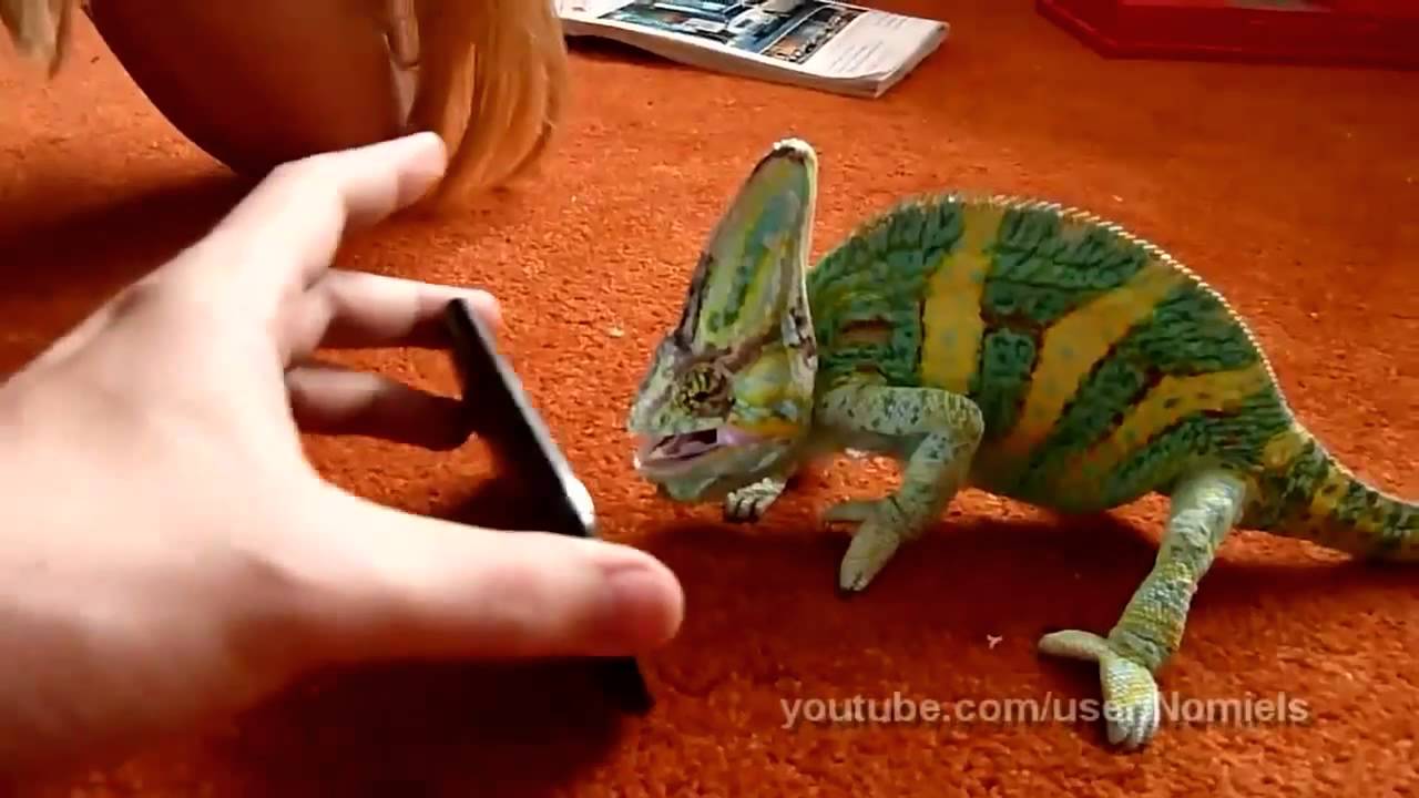 Chameleon screams like a bitch - YouTube