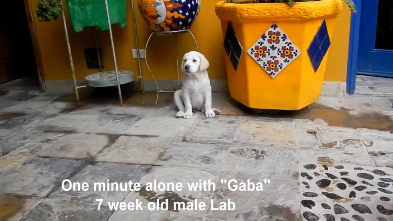 One minute with Gaba- 7 week old male Lab puppy. - YouTube