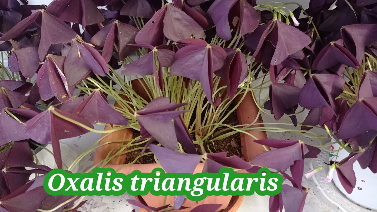 Belen Bautista:Halamang oxalis triangularis - YouTube