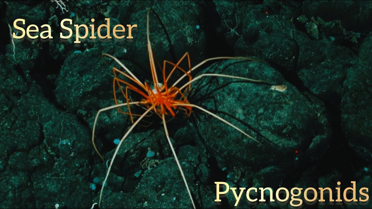 Sea Spider {Pycnogonida} - YouTube