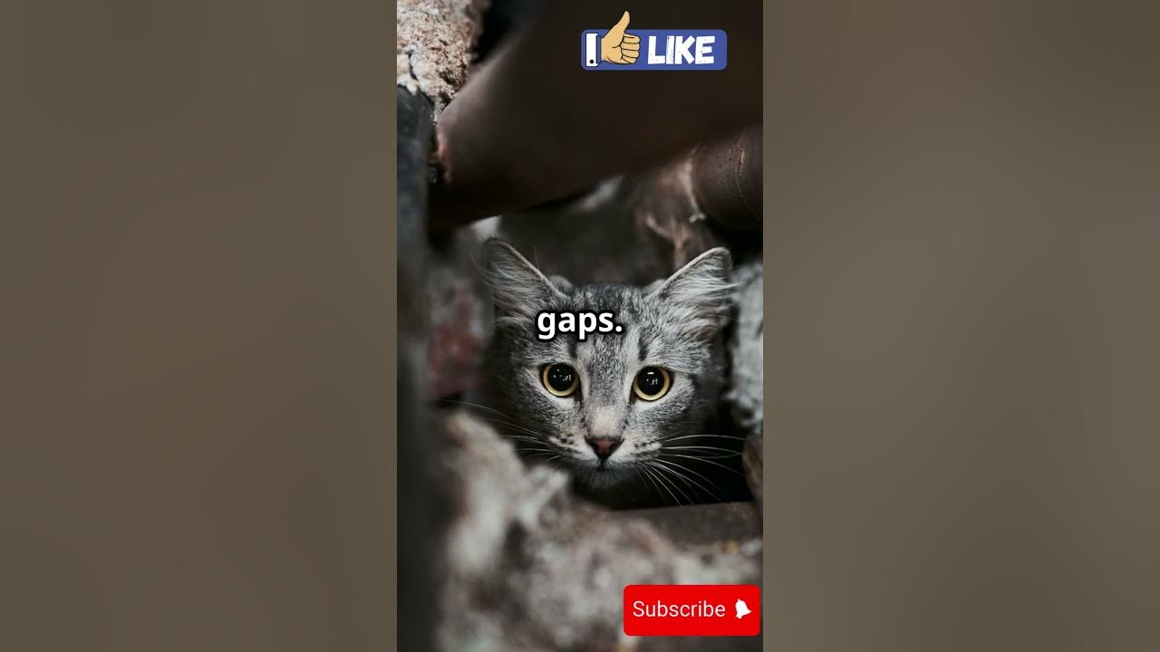 How do cats squeeze through small spaces? #foryou #catshorts #trending #shorts #facts #trending ...