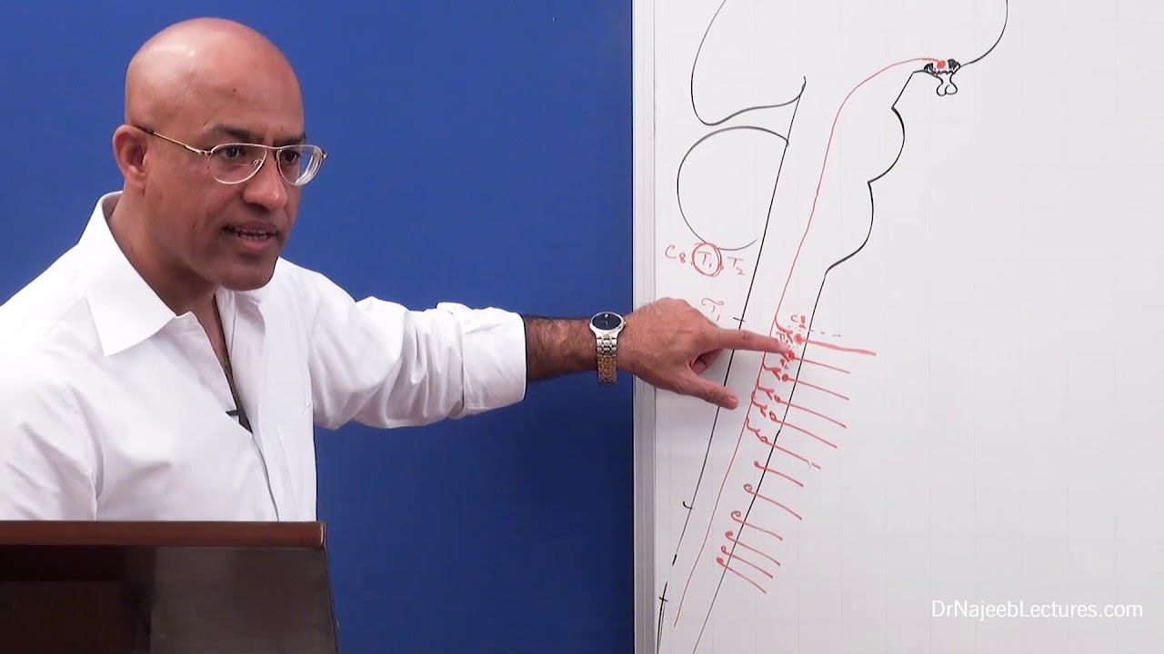 Anatomy of Oculosympathetic Pathway & Horner's Syndrome 1 Members - YouTube