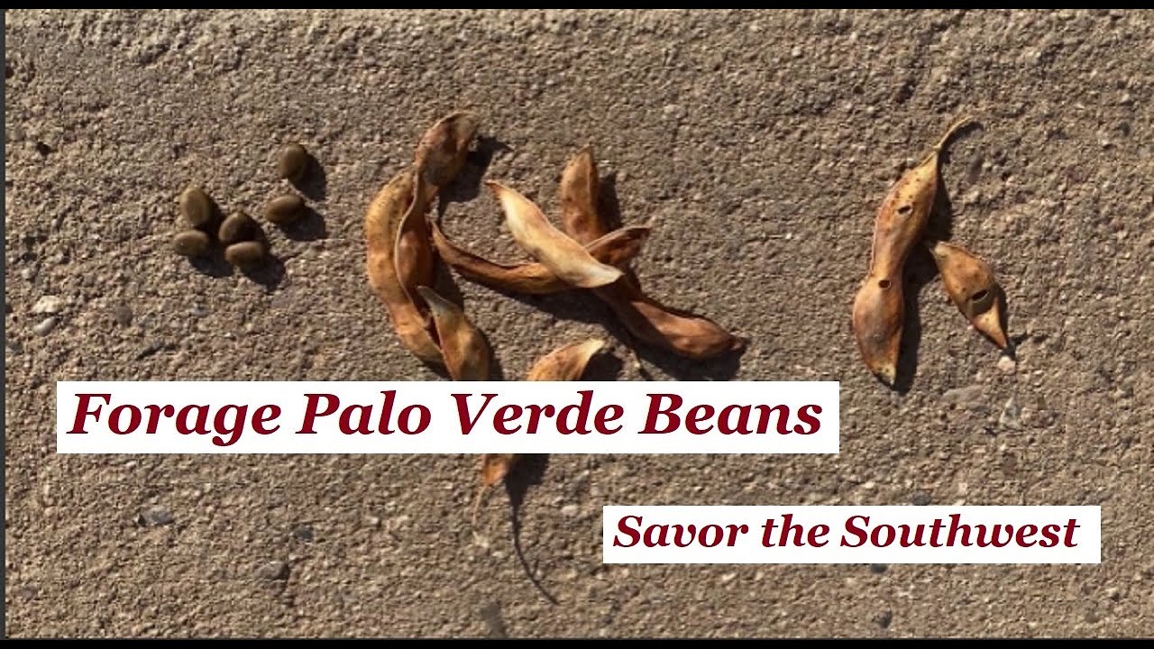 Forage Palo Verde Beans 🌳 Savor the Southwest - YouTube