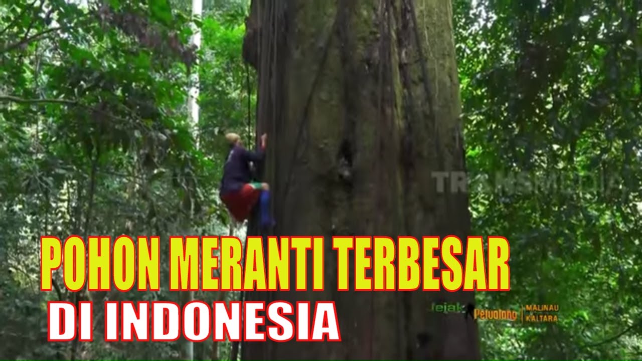 Mencari dan Mengukur Pohon Meranti TERBESAR di Indonesia | JEJAK ...