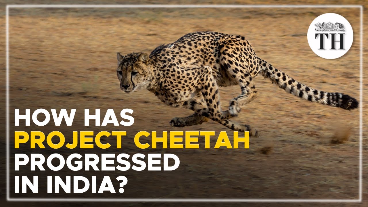 How has 'Project Cheetah' progressed in India? | The Hindu - YouTube