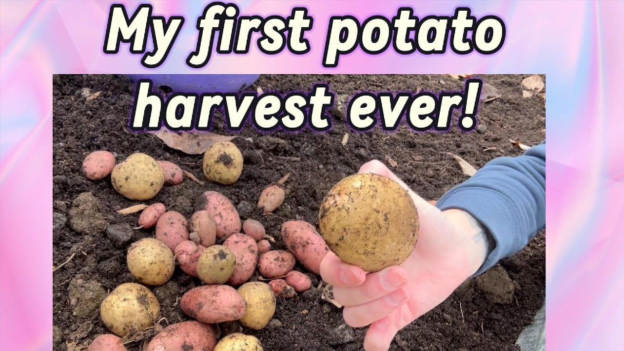 My first potato harvest! - YouTube
