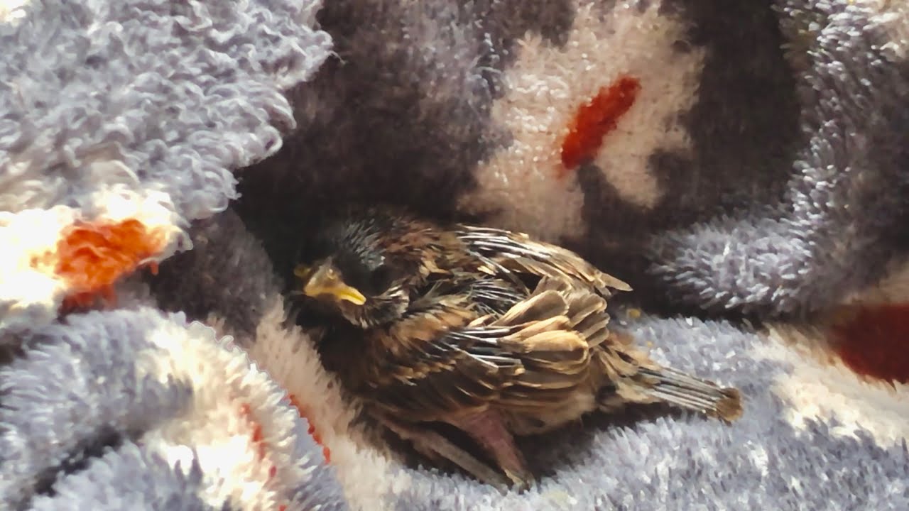 Cooking Food . For Feeding Small Baby Bird Eat . Food Mixed With Water ...