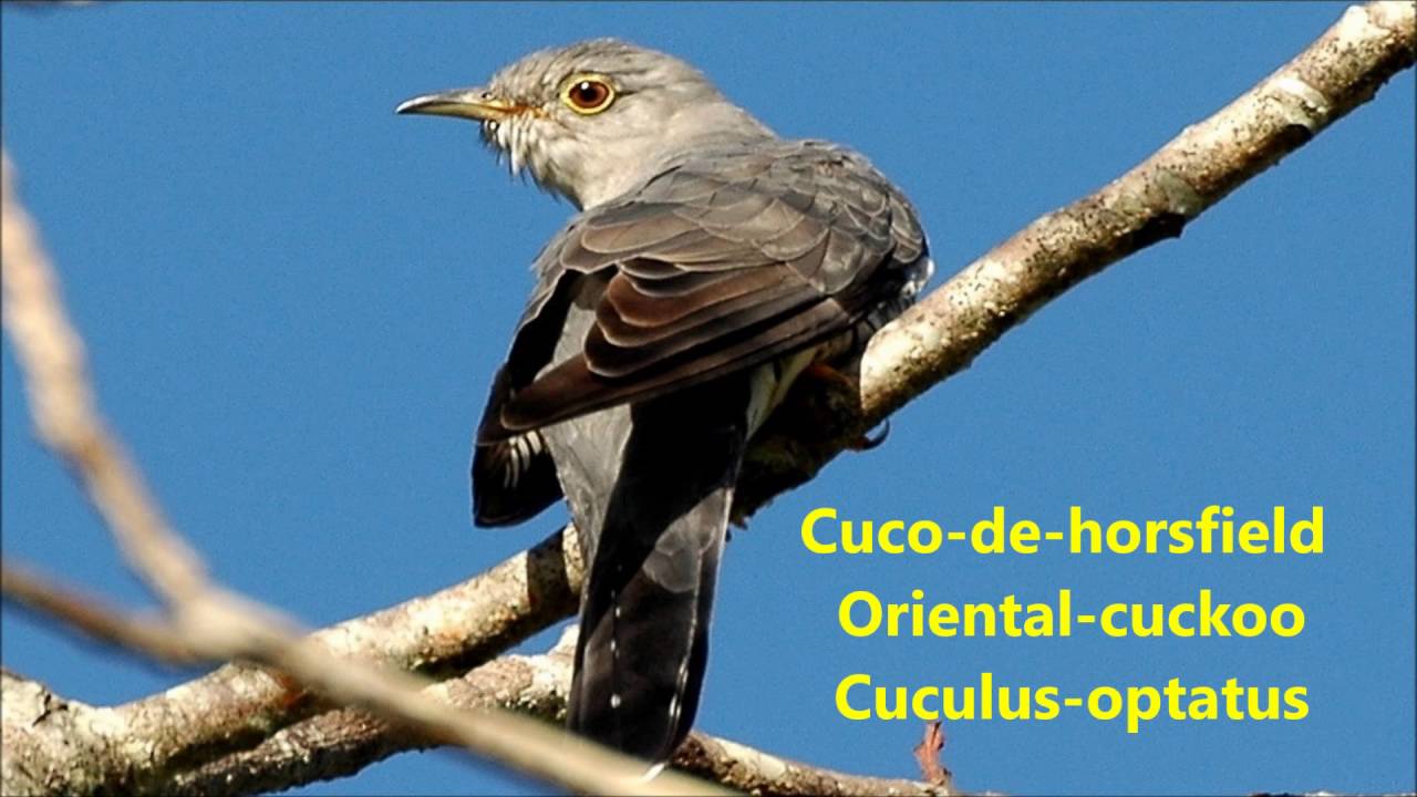 cuco-de-horsfield, criental-cuckoo, cuculus-optatus : #dicas de aves ...