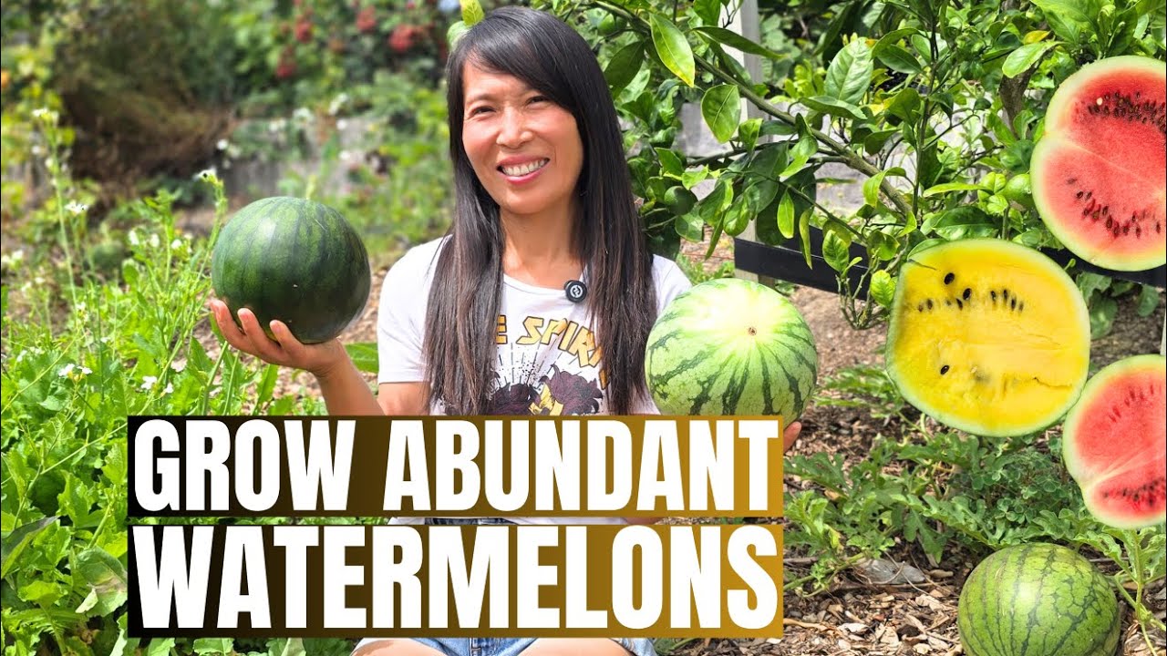 How to Grow the Sweetest Watermelons at Home - YouTube