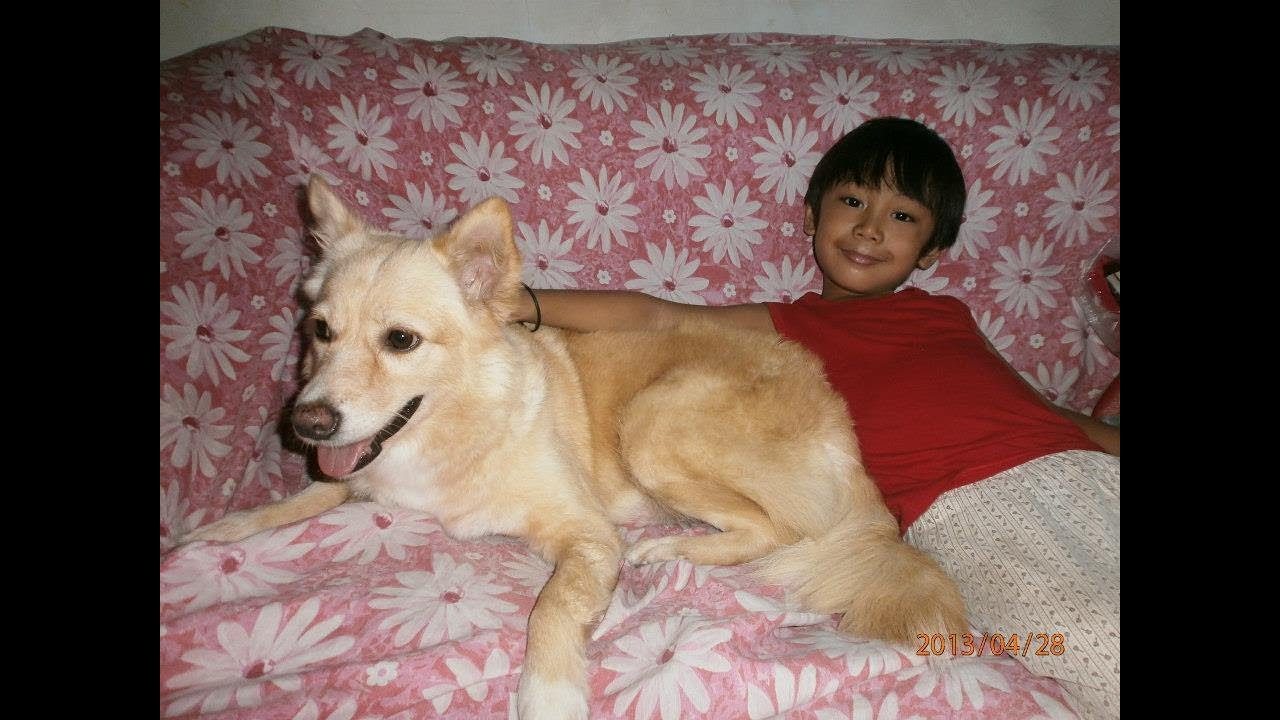 asong pinoy are Filipino dog BREEDS - YouTube