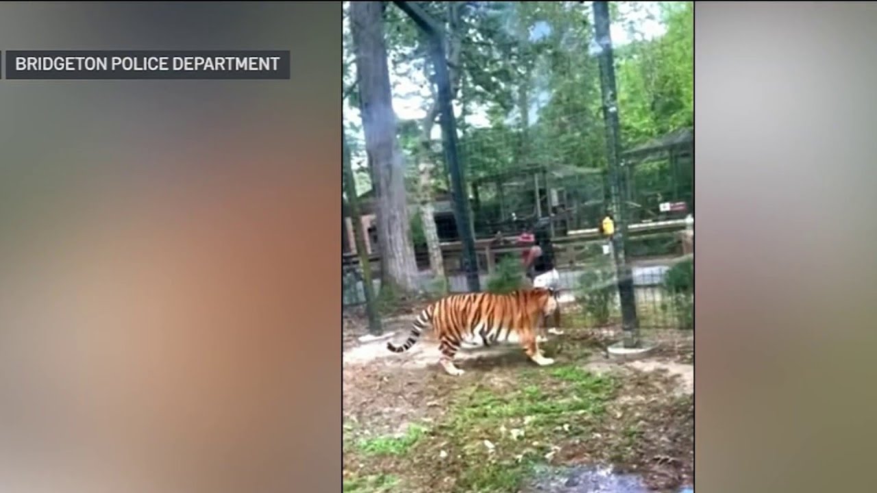 Woman charged with trespassing and trying to entice tiger at NJ zoo ...