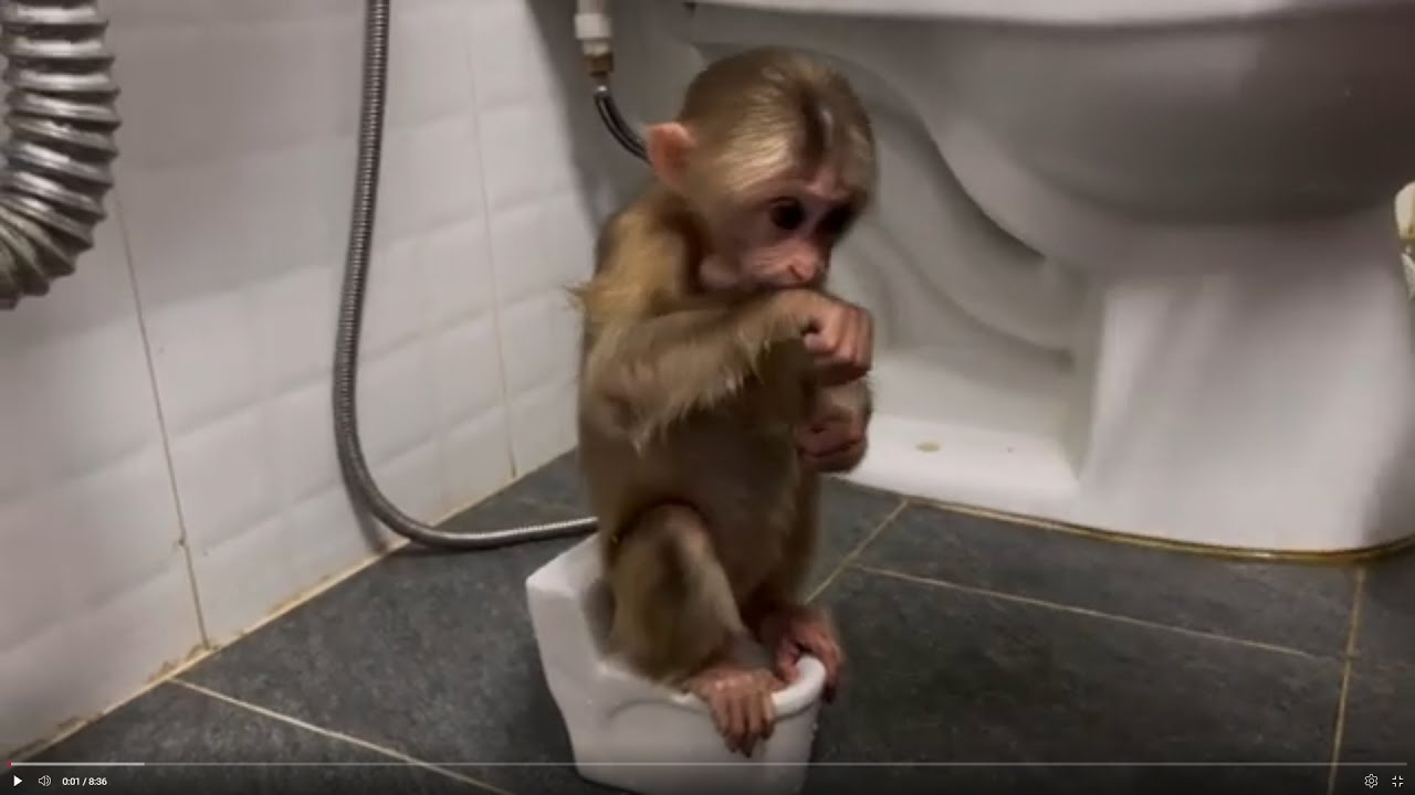 Baby monkey Bella P00PING and having bath - YouTube