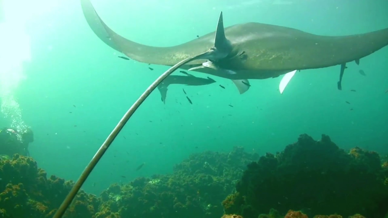 Byron Bay Dive Centre | Dive Courses in Byron Bay | Experience Oz - YouTube