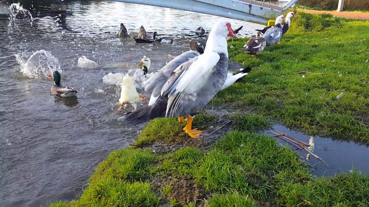 Ducks and geese - YouTube