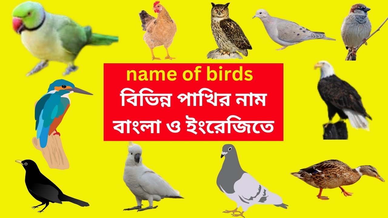 name of birds | পাখির নাম | birds name in english and bengali | birds ...