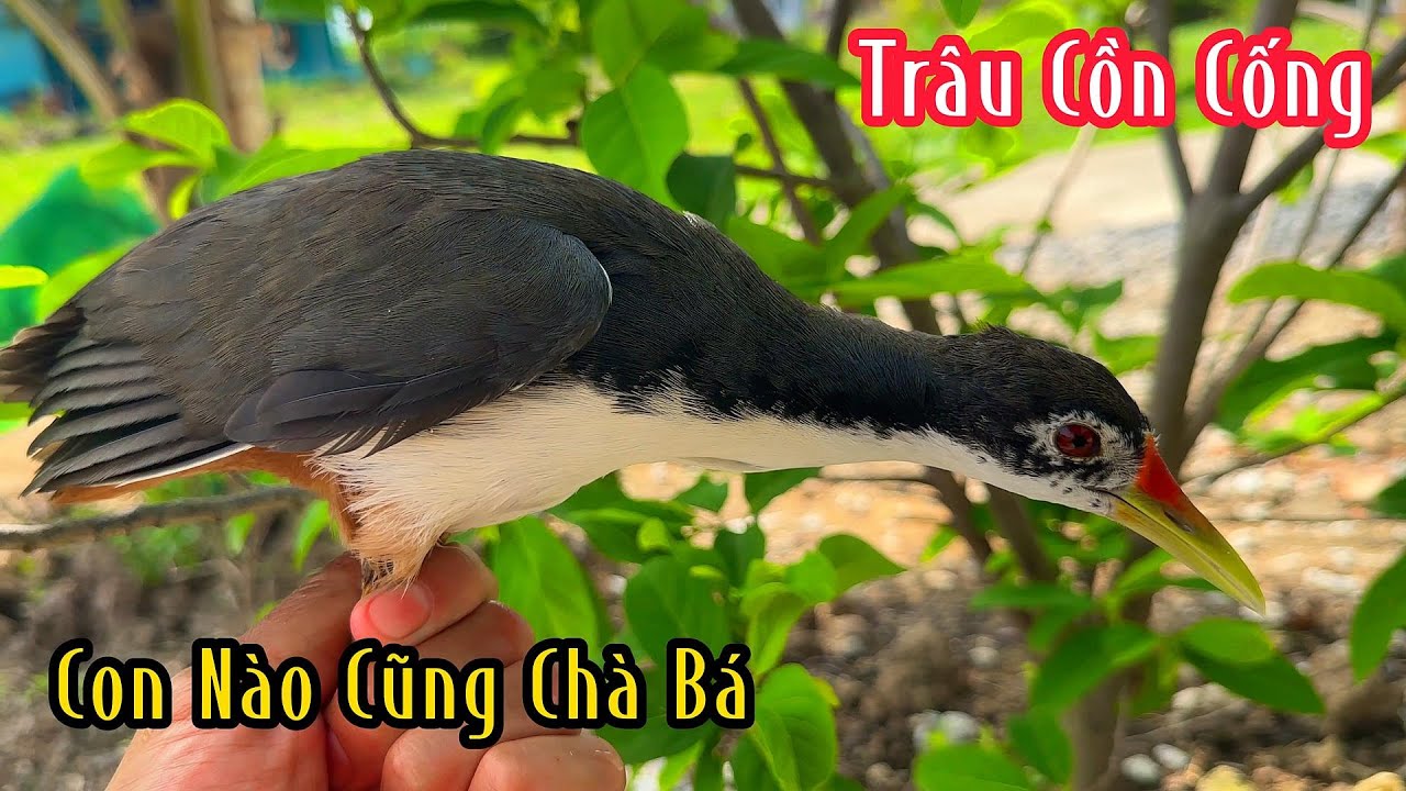 Chim Cồn Cống Con Nào Con Náy Chà Bá | Đam Mê Săn Bắt - YouTube