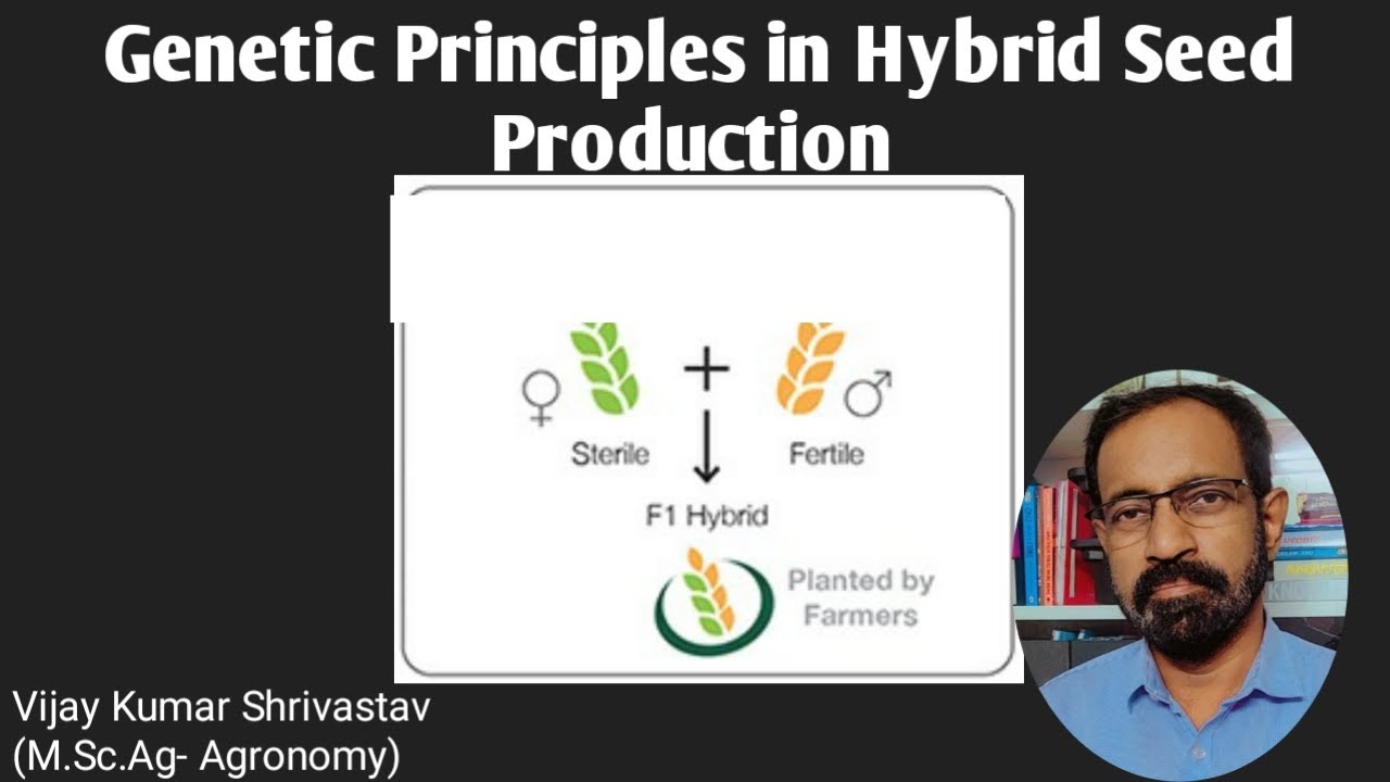 GENETIC PRINCIPLES IN HYBRID SEED PRODUCTION - YouTube