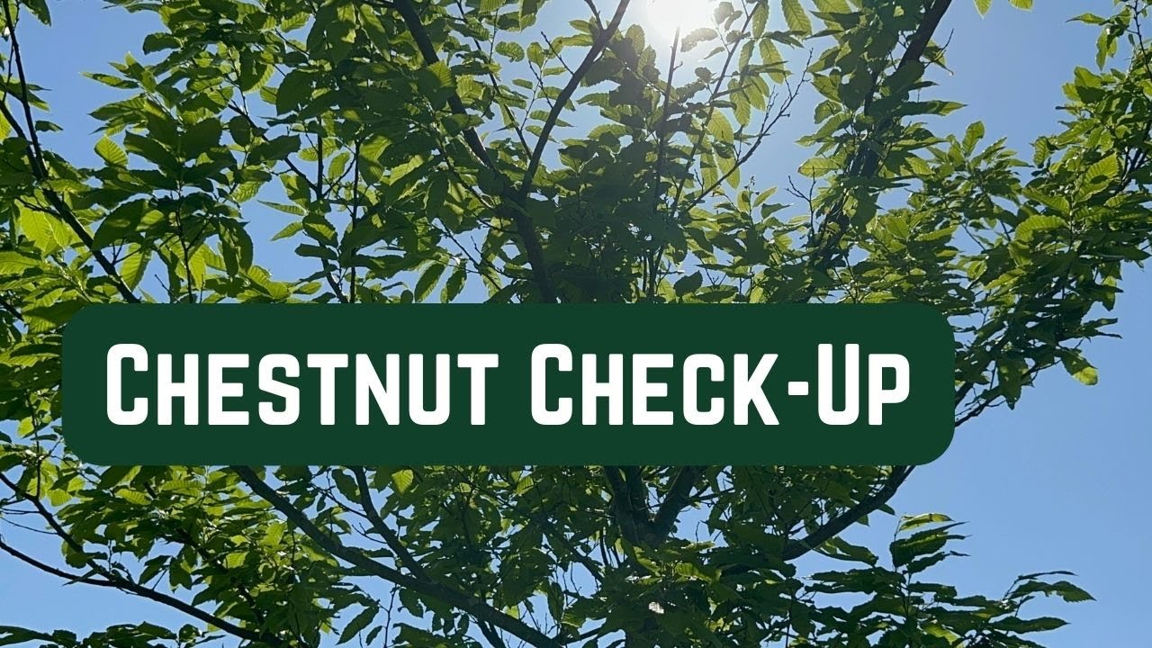 Chestnut Orchard Blossom Check - YouTube