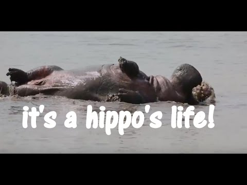 It's a hippo's life..... - YouTube