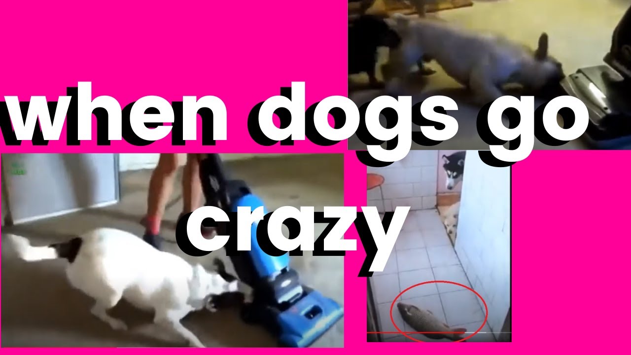 rare crazy behavior of dogs - YouTube