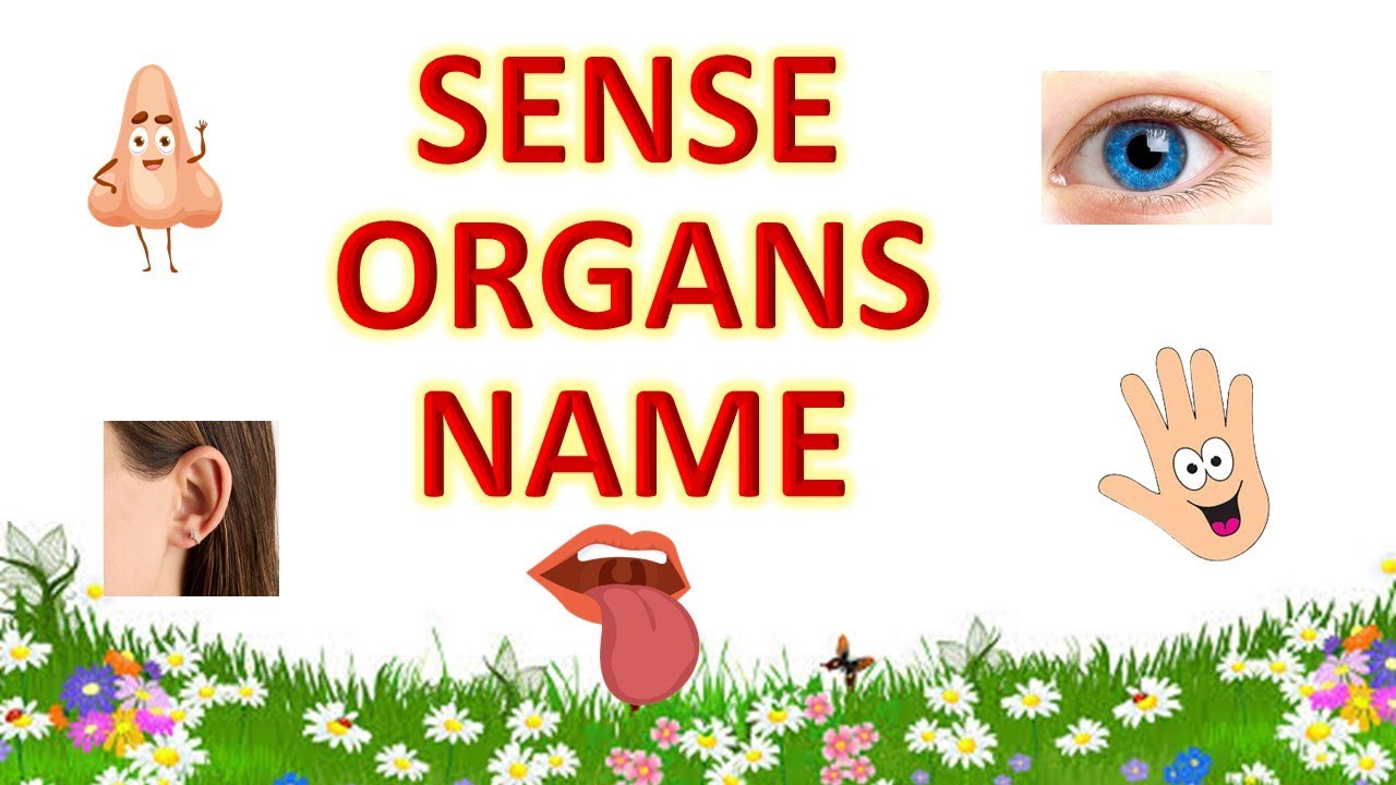 Sense organs name |5 sense organs name|five sense organs name - YouTube