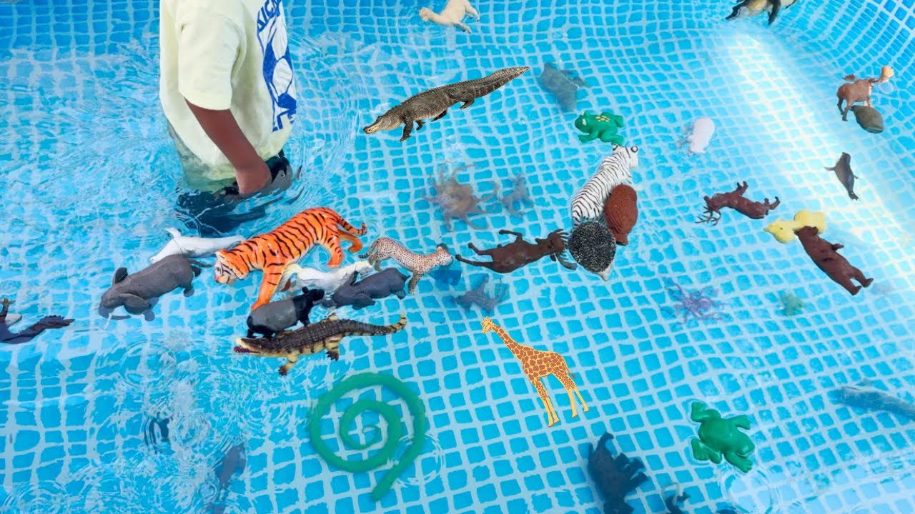 Sink Or Float Animals In Pool | Animals Collection with ...