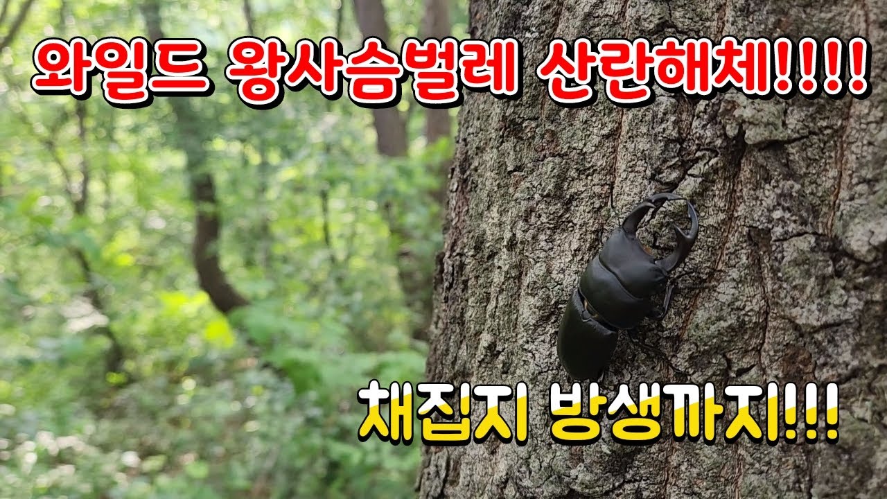 왕사슴벌레 산란해체와 방생 Ft 파이프 Youtube
