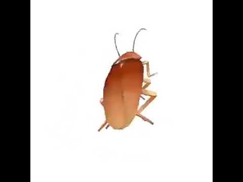 Dancing Cockroach HD: Extended Cut - YouTube