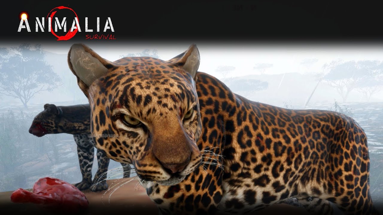Life Of Leopard - Animalia Survival - YouTube