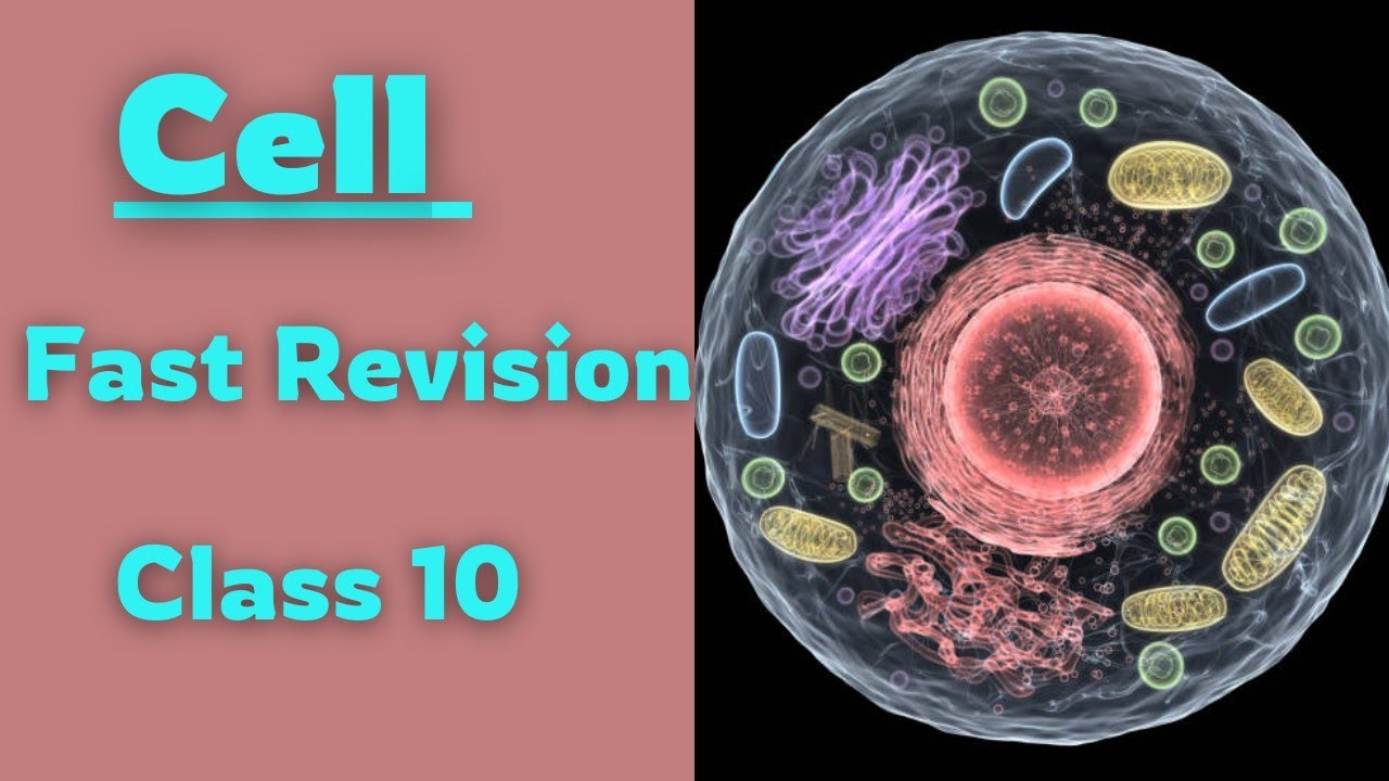 Cell || One Shot || Rapid Revision || Short Revision || #icse#biology# ...
