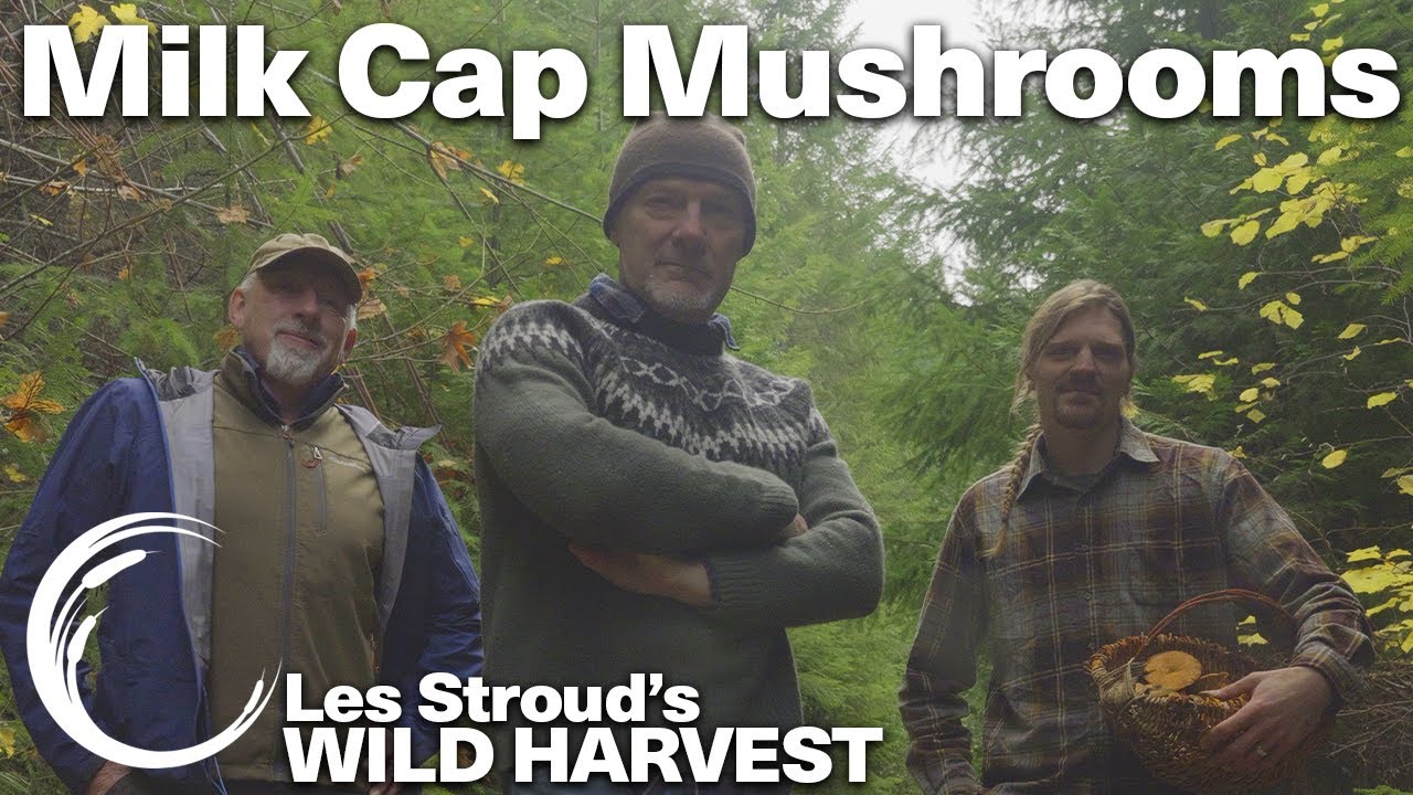 WILD HARVEST | MILK CAP MUSHROOMS | LES STROUD | PAUL ROGALSKI - YouTube
