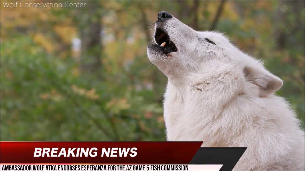 Ambassador Wolf Atka Endorses Mexican Wolf Esperanza for Arizona Game ...