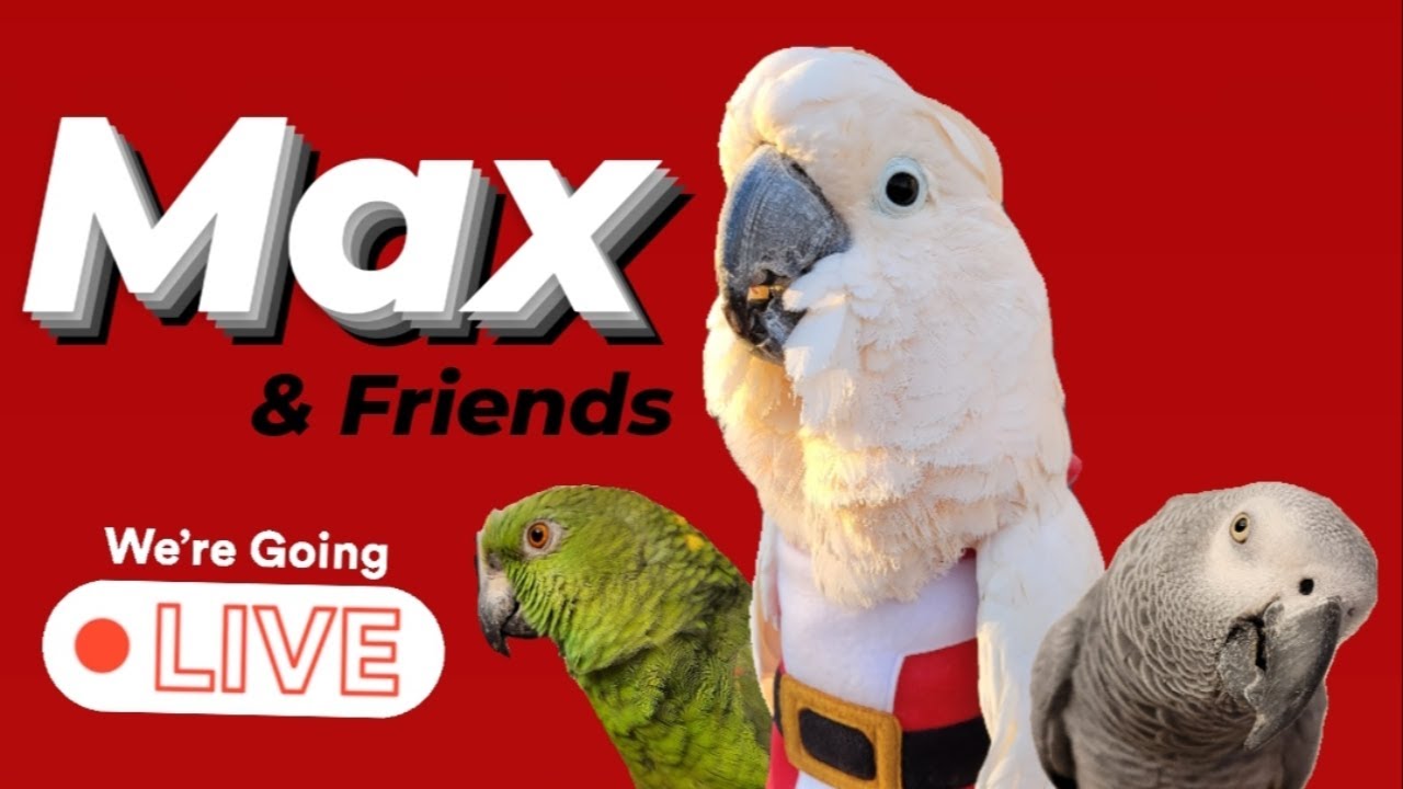 Live! Social Saturday with Max and Friends - YouTube